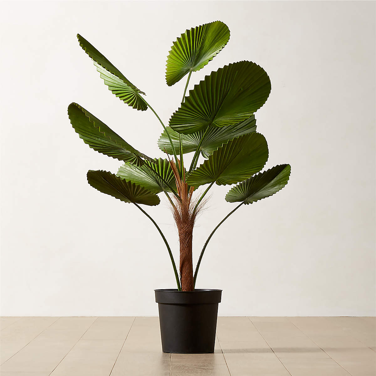 Faux Potted Licuala Cordata Palm Tree 4' + Reviews | CB2 Canada
