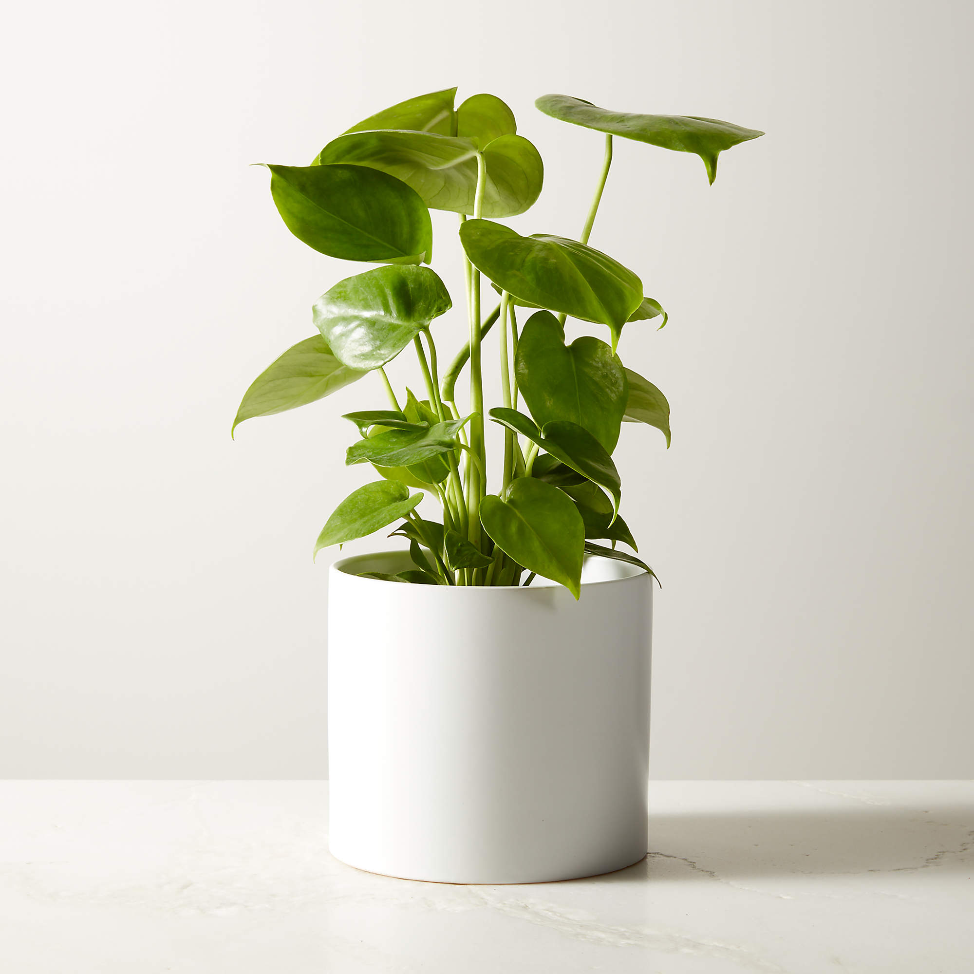 Small Monstera Plant in 6'' White Ceramic Pot | CB2