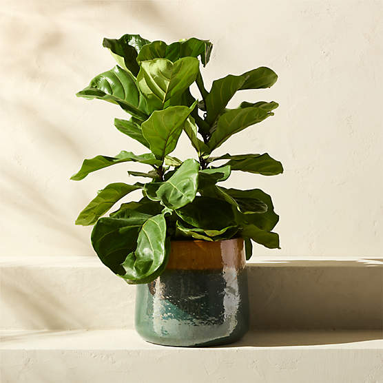 Komo Green Striped Ceramic Indoor/Outdoor Planter Small + Reviews | CB2