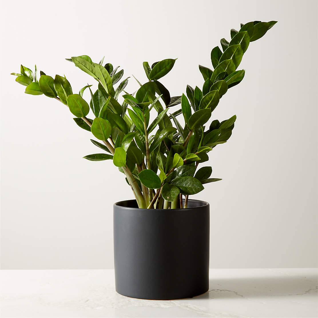 Small ZZ Plant (Zanzibar Gem) in 6'' White Ceramic Pot | CB2