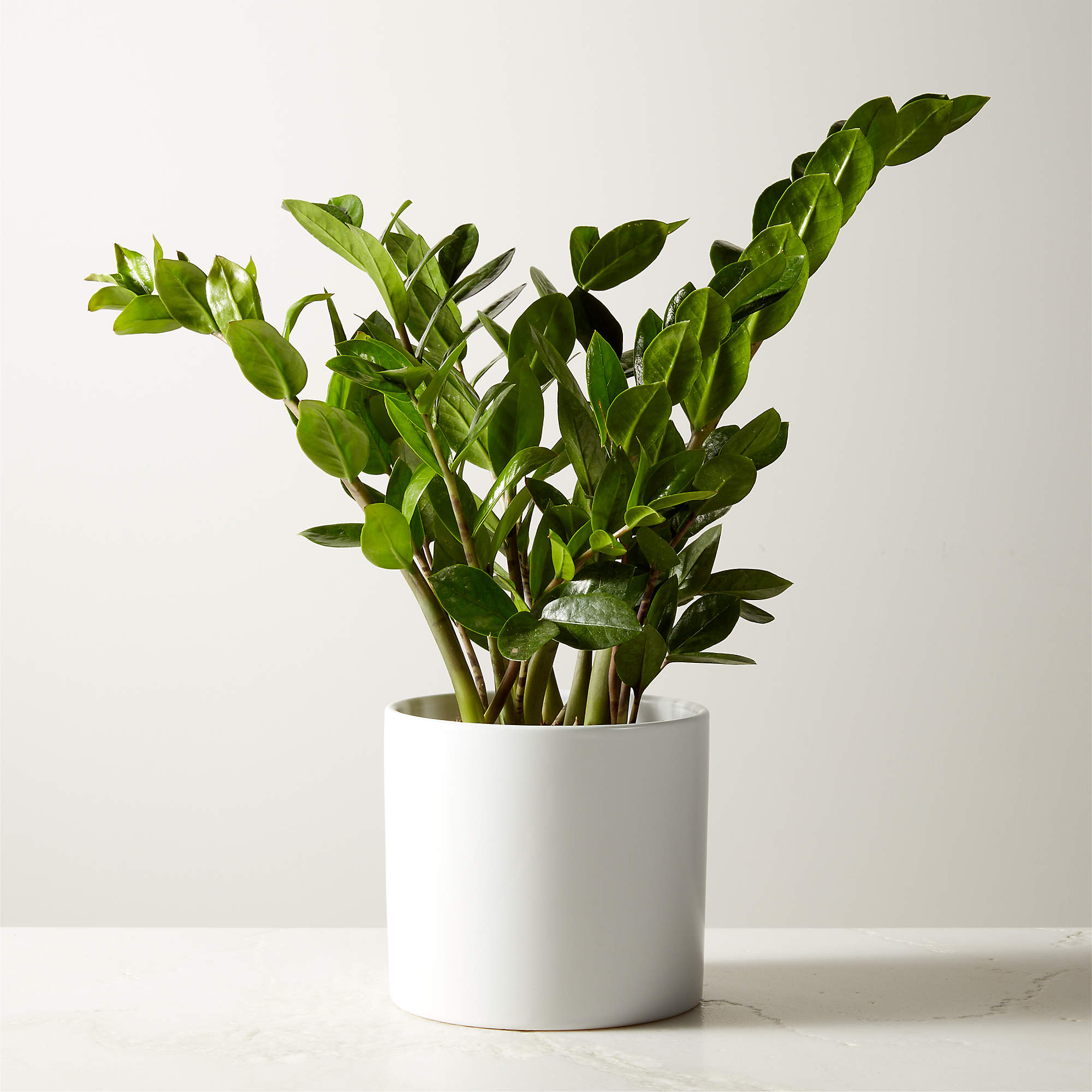 Small ZZ Plant (Zanzibar Gem) in 6'' White Ceramic Pot + Reviews | CB2